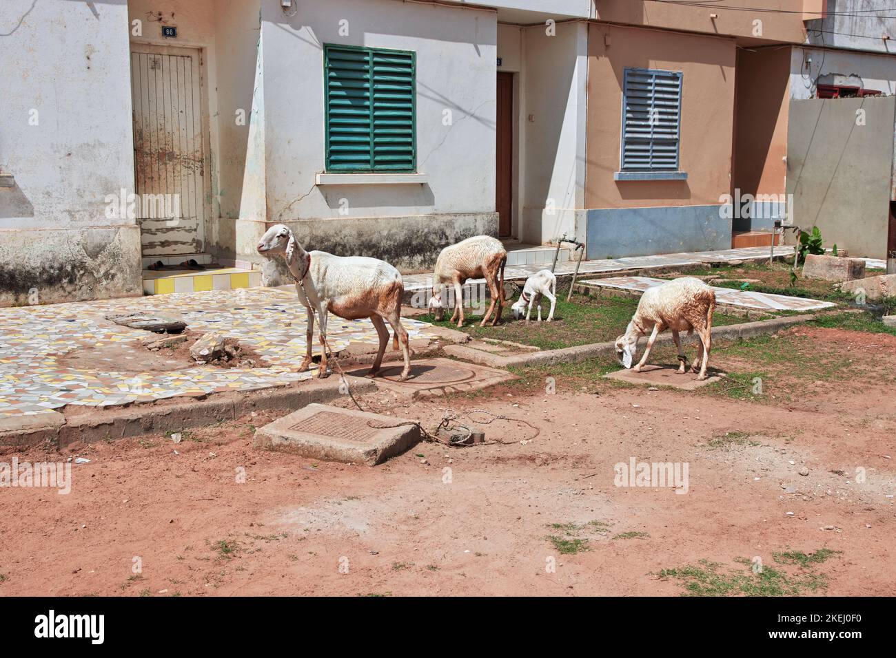 Senegalese goat hi-res stock photography and images - Alamy