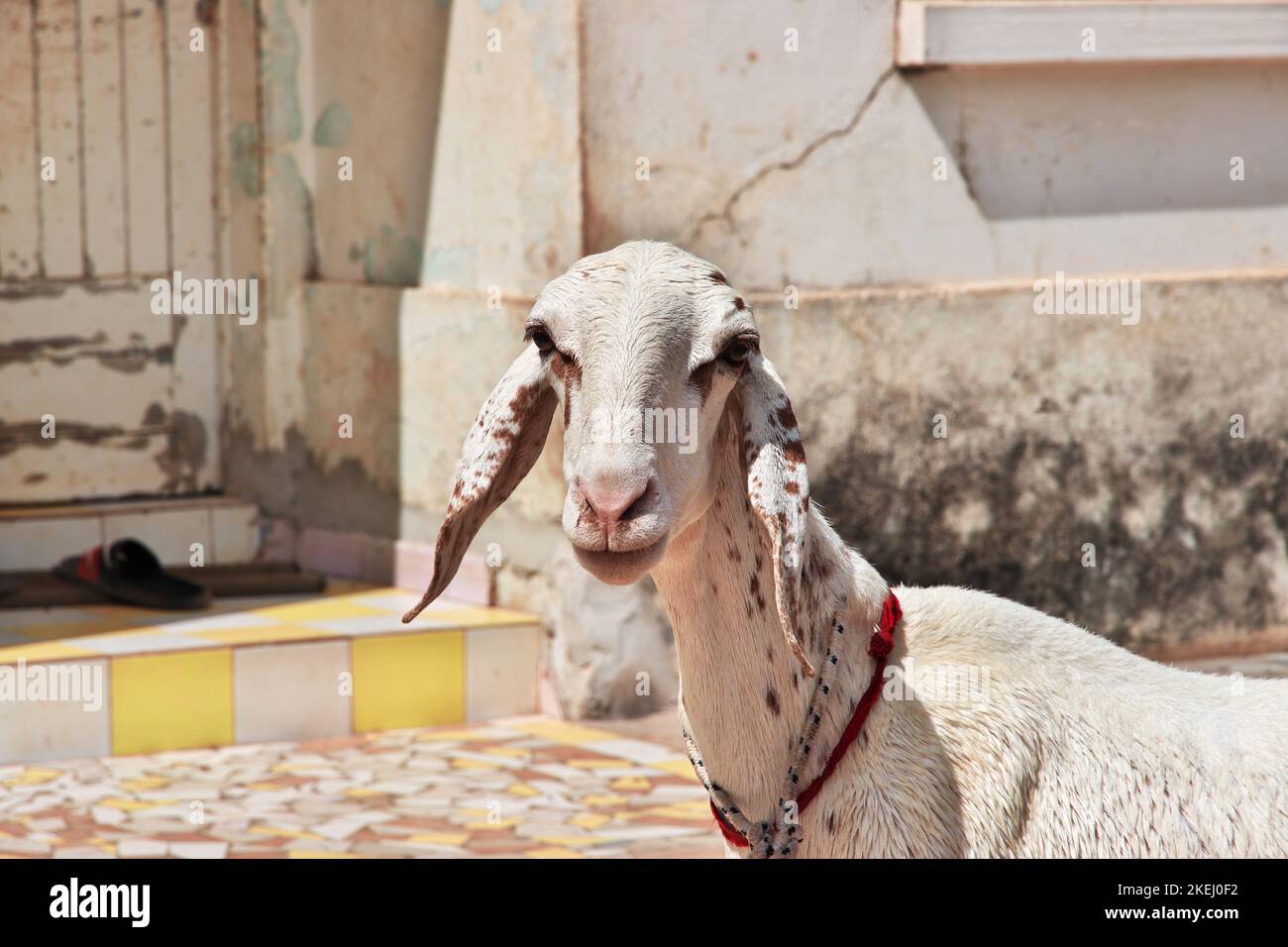 Senegalese goat hi-res stock photography and images - Alamy