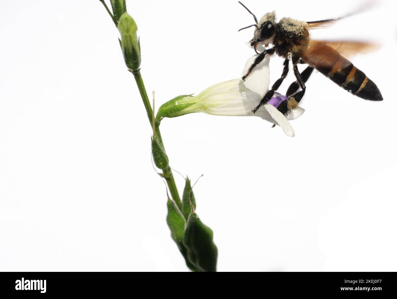 Giant honey bee seeking nectar on white Chinese violet or coromandel or ...
