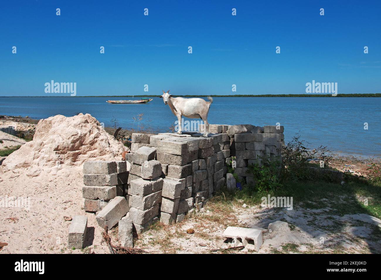 Senegalese goat hi-res stock photography and images - Alamy