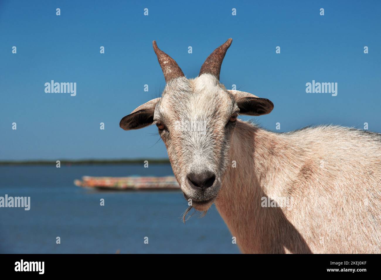 Goat in Ziguinchor, South Senegal, West Africa Stock Photo - Alamy