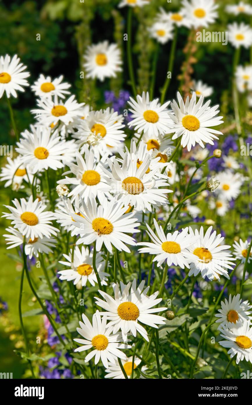 Beautiful budding flowers. garden flowers growing outside Stock Photo ...