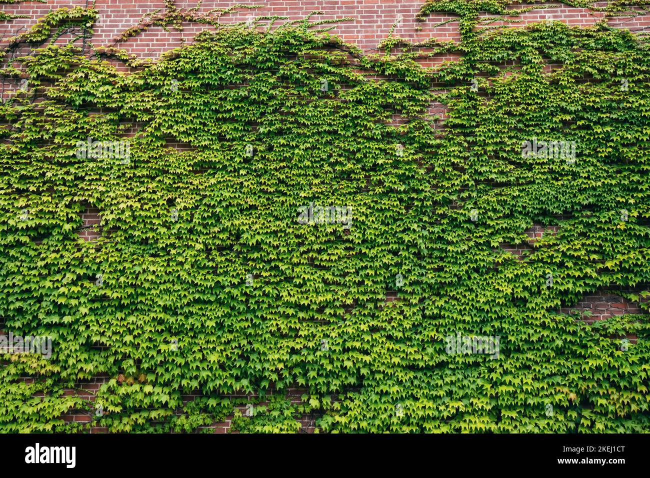 texture of a brick wall and creeping green ivy as a hedge and ...