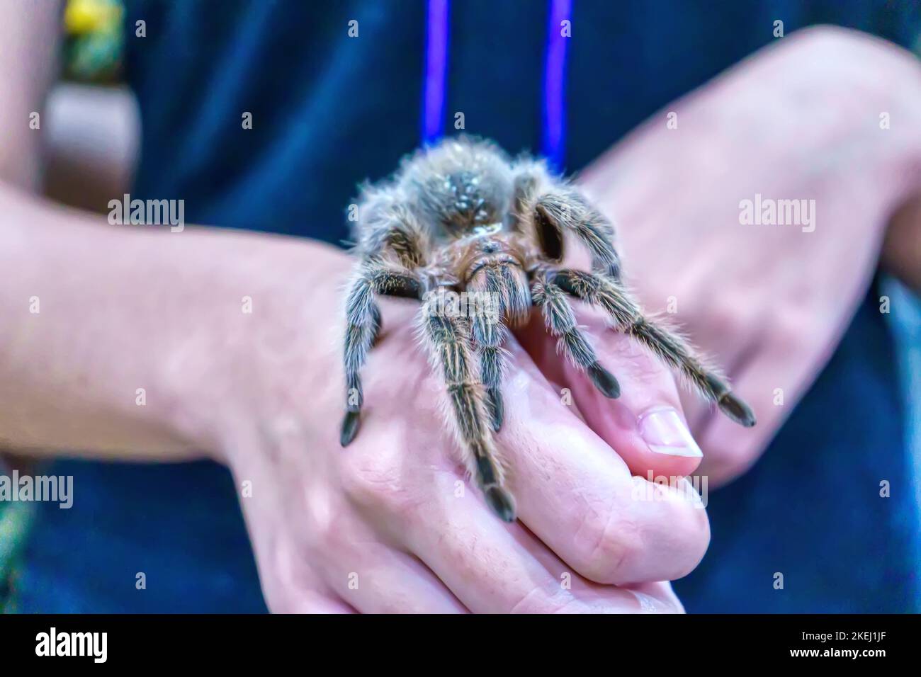 A closeup of a Giant spider on hand Stock Photo - Alamy