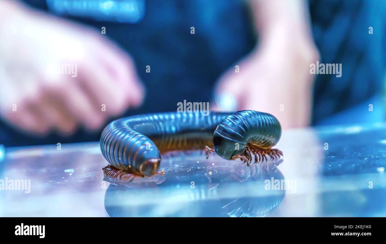 Millipede eyes hi-res stock photography and images - Alamy