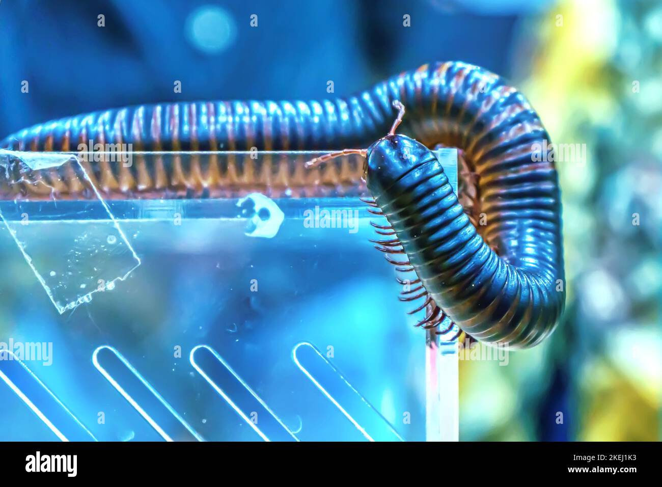 Millipede eyes hi-res stock photography and images - Alamy