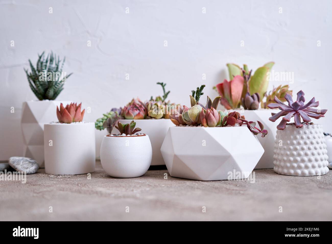 pots with groups of houseplants on concrete table - Echeveria and ...