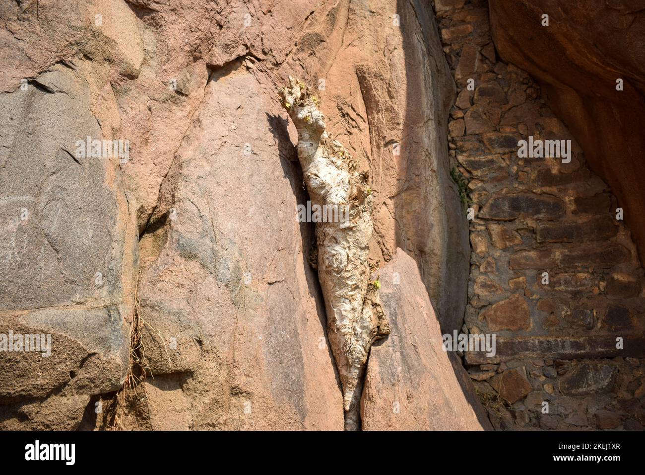 Autumn Dry Tree Roots Between Rocks in Jungle Stock Photograph Image ...