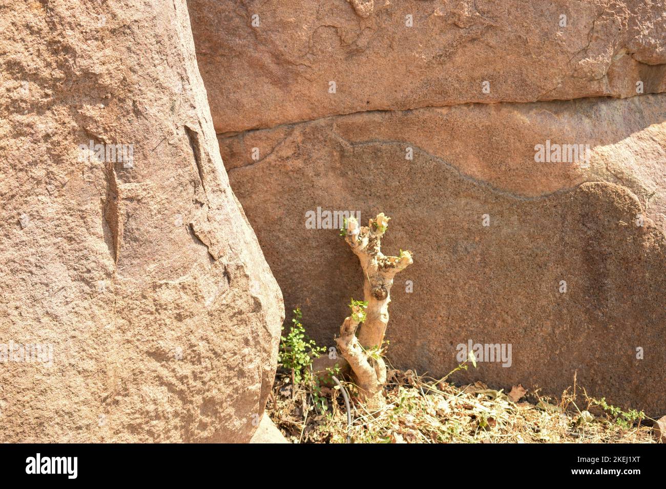 Autumn Dry Tree Roots Between Rocks in Jungle Stock Photograph Image ...