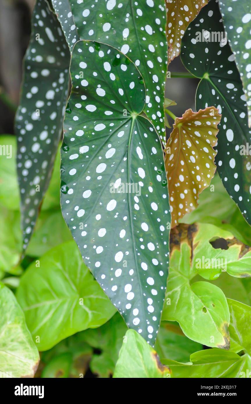 Begonia or Begonia maculata ,Begonia Maculata Wightii plant Stock Photo ...