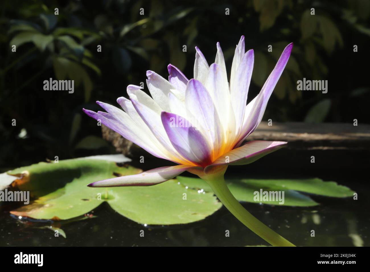 National flower of sri lanka hi-res stock photography and images - Alamy