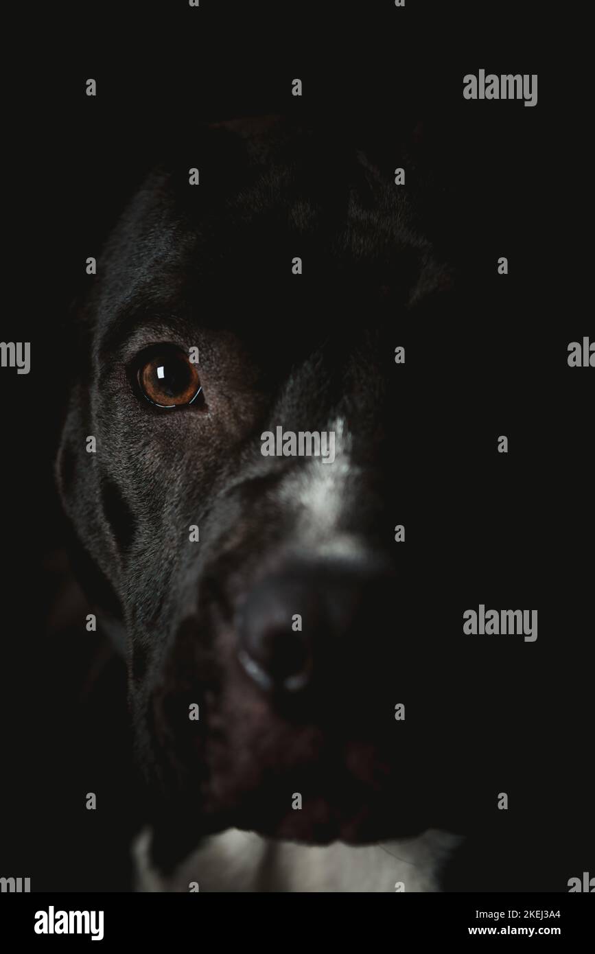 American pit bull terrier on dark background. Soft focus. Close up ...