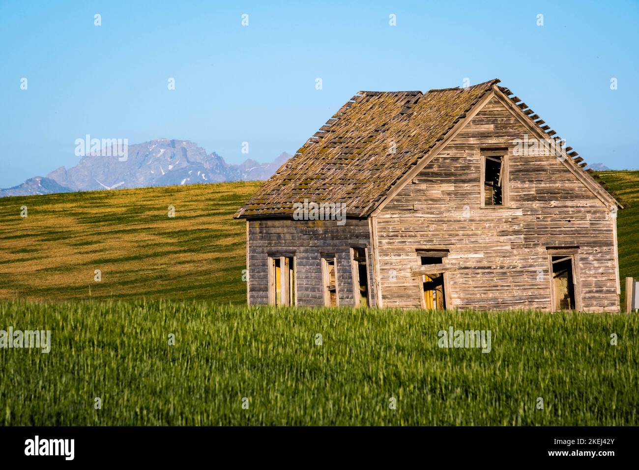 An old homestead surrounded by wheat fields and the Grand Tetons in the ...
