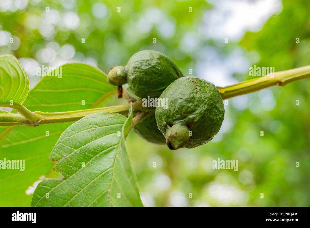 Young guava tree hi-res stock photography and images - Alamy
