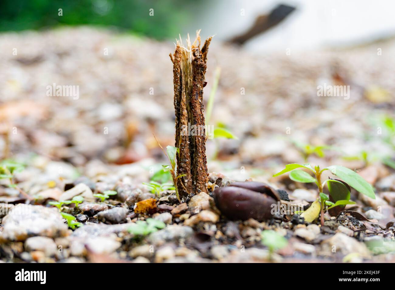 Root of a small tree Stock Photo - Alamy