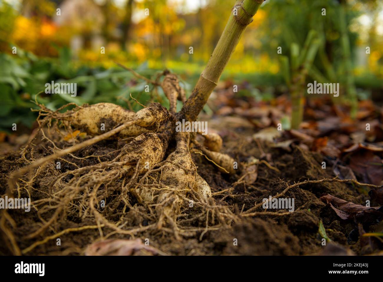 Freshly lifted dahlia plant tubers. Digging up dahlia tubers, cleaning ...