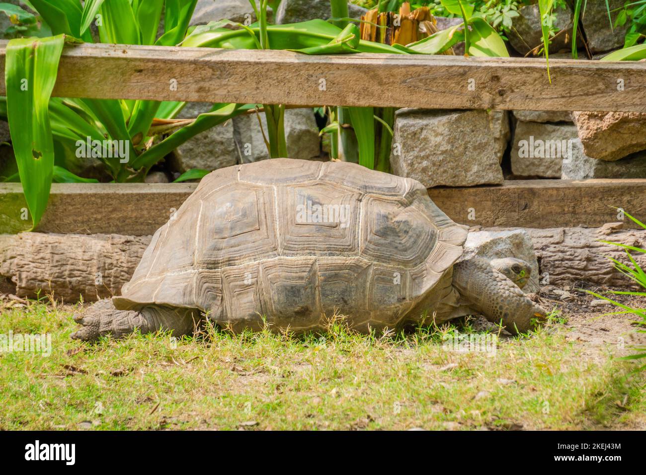 The photo is taken in the daylight with beautiful green background with ...