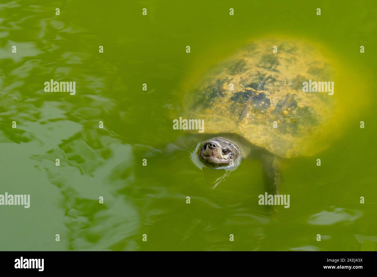 Gahirmatha turtle hi-res stock photography and images - Alamy