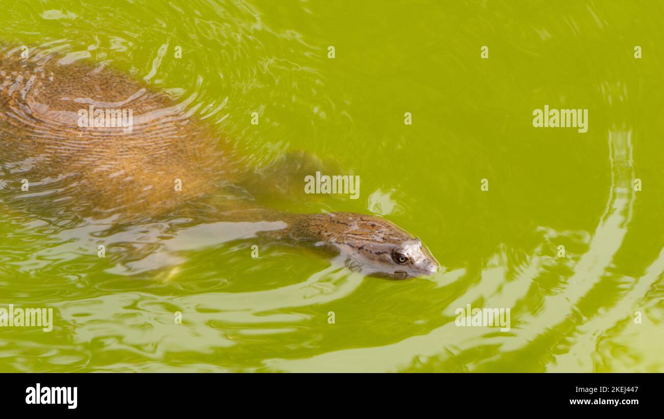 Macro shot of a turtle swimming in a pond filled with green water. The ...