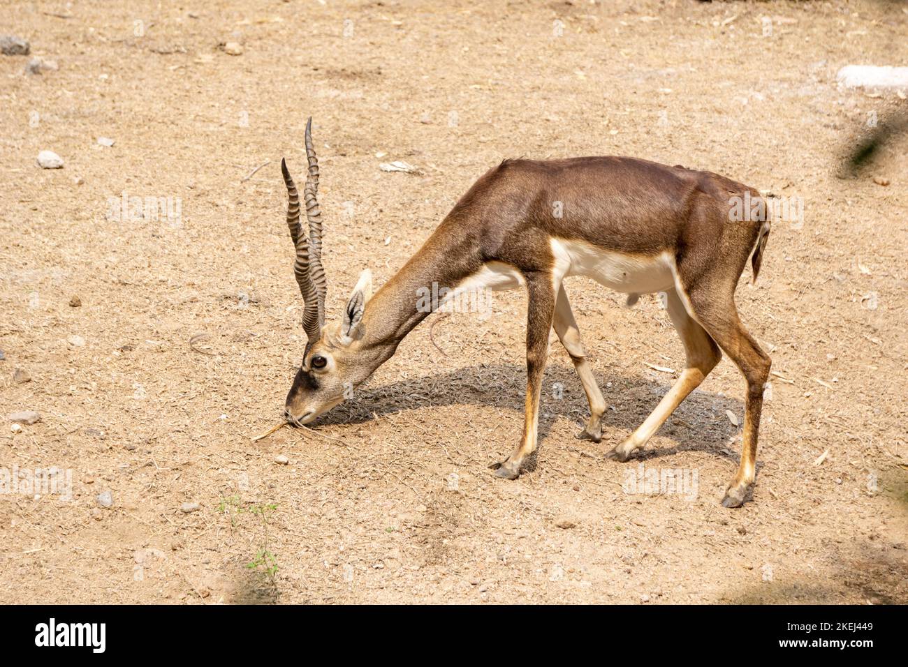 Horned Blackbuck (scientific name: Antelope cervicapra) grazing on the ...