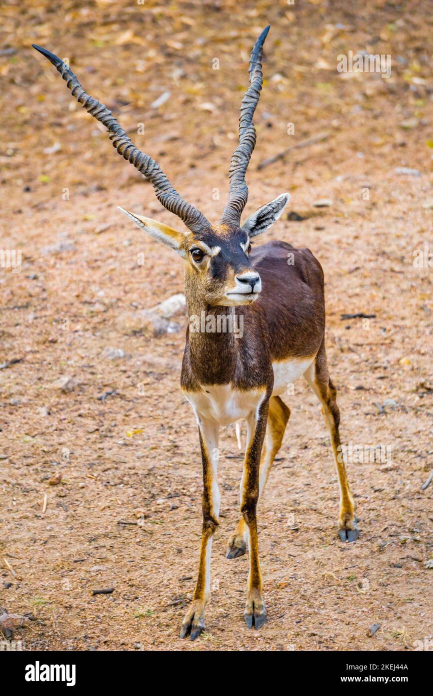 Horned Blackbuck (scientific name: Antelope cervicapra) standing on the ...