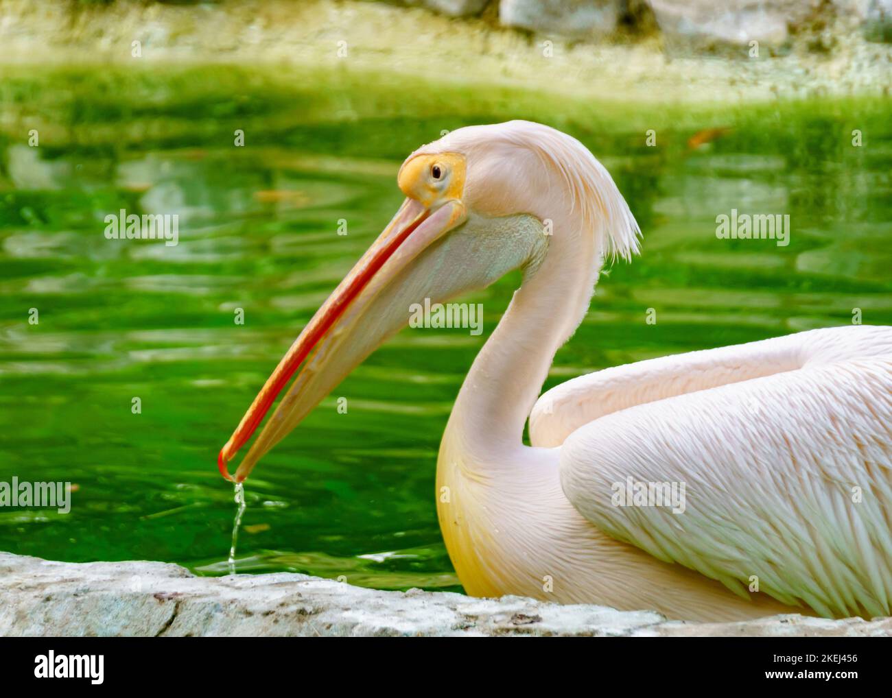 Great white pelican (Pelecanus onocrotalus) swimming in a lake filled ...