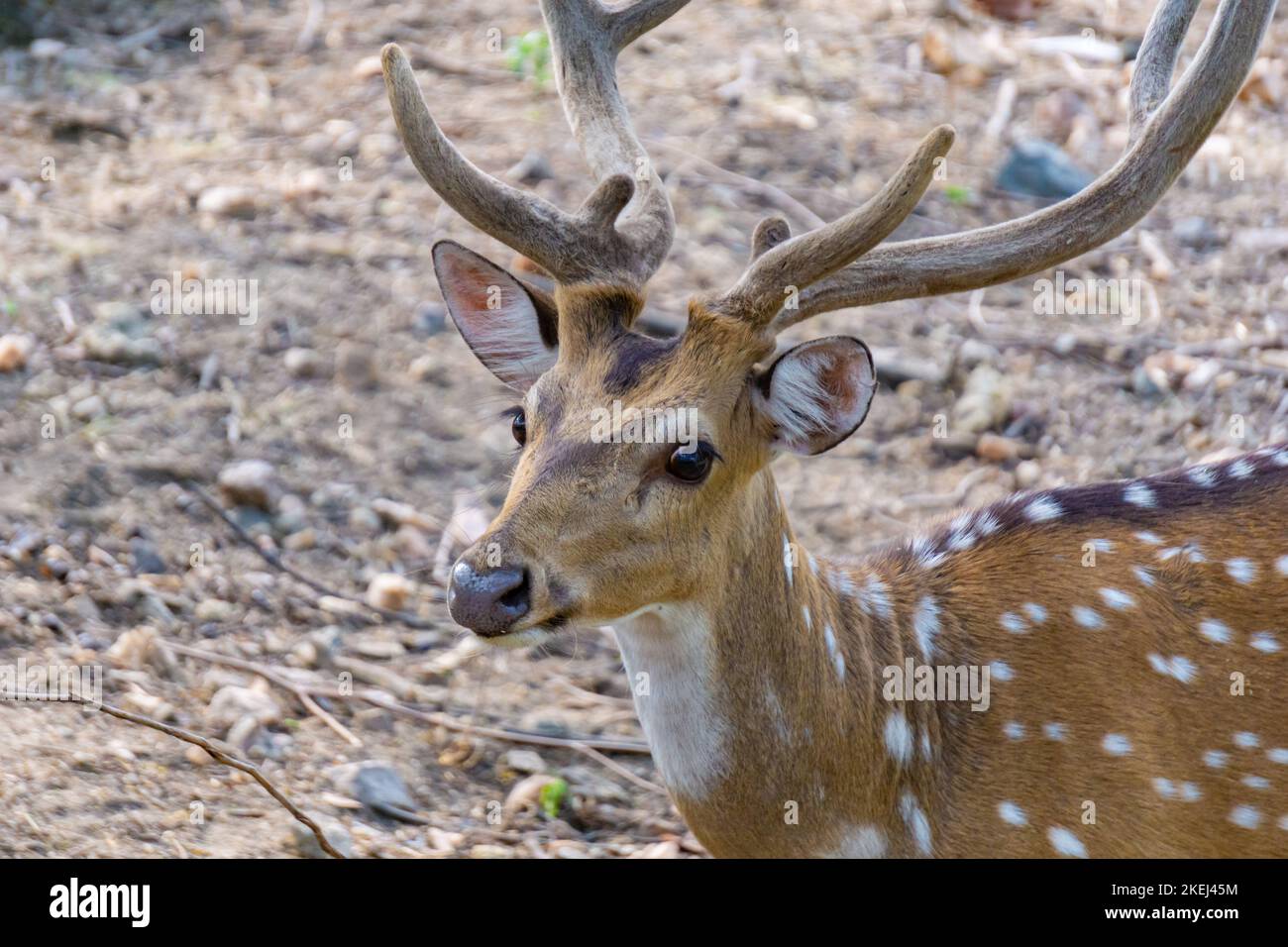 Horned Deer (scientific name: Antelope cervicapra) standing on the ...