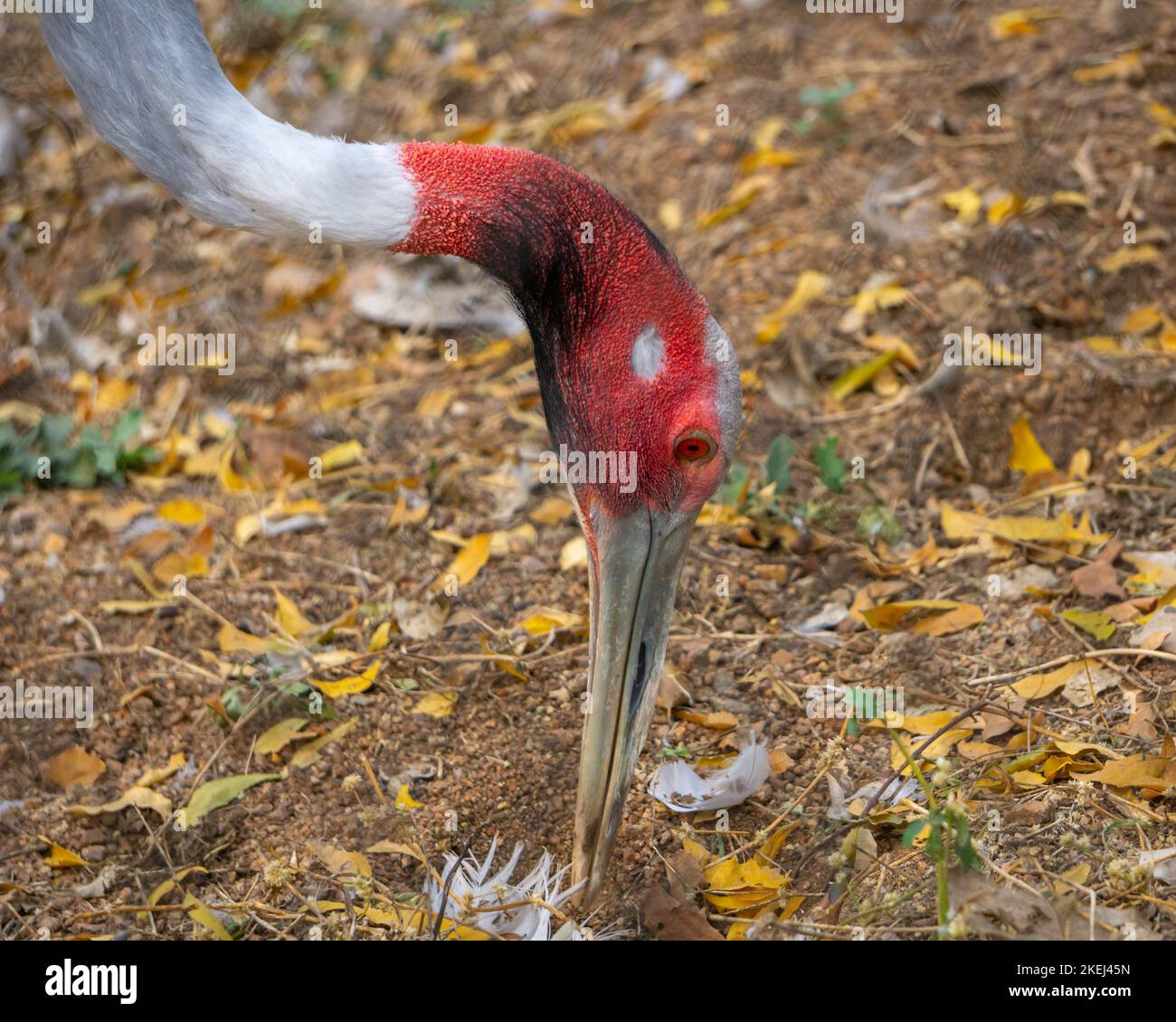 Sarus crane eating hi-res stock photography and images - Alamy