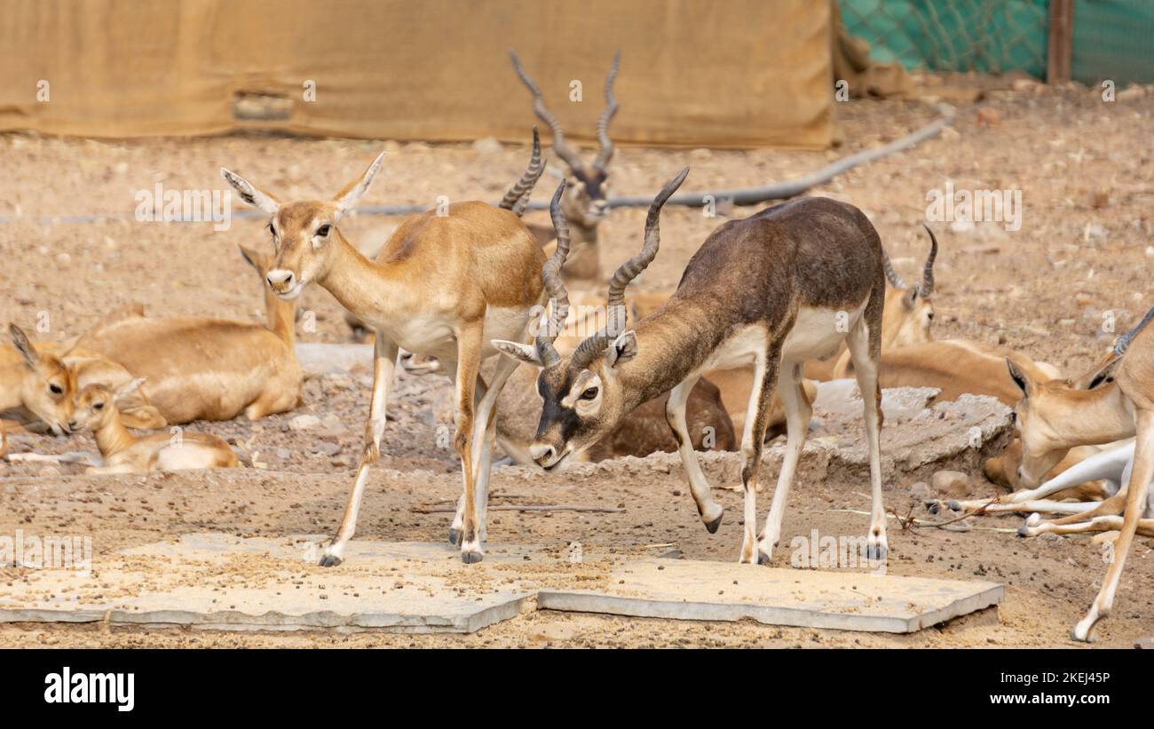 Group of deers including horned blackbuck and goitered gazelle resting ...