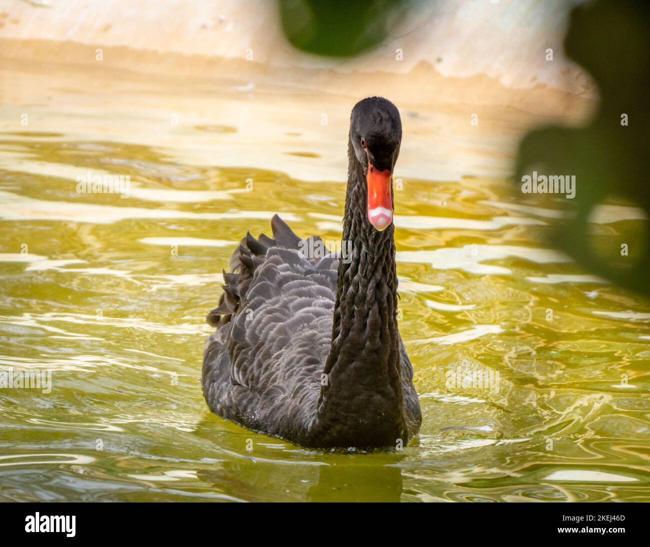 Front view of a black swan (scientific name: Cygnus atratus) swimming ...