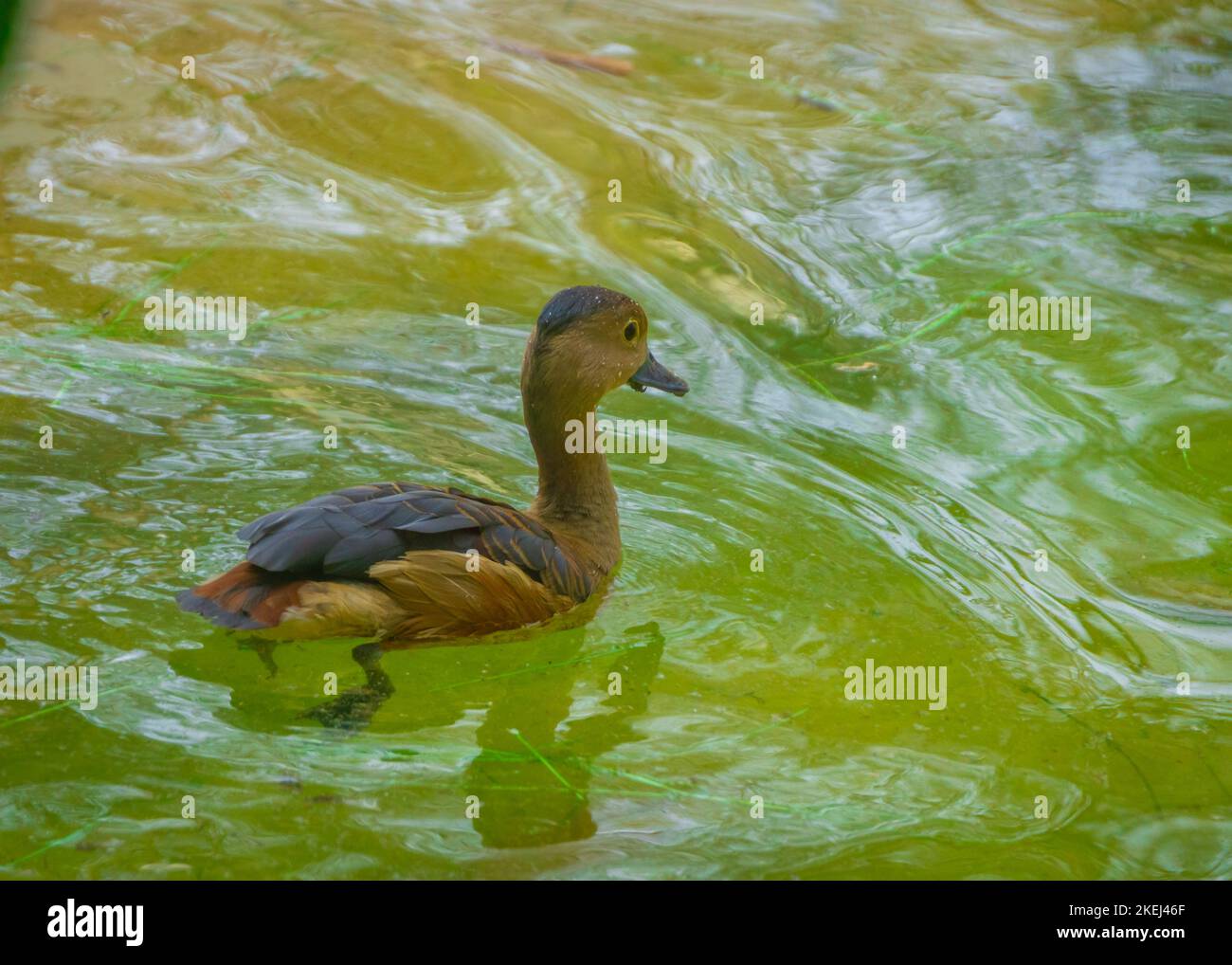 Lesser whistling duck or Indian whistling duck swimming in a dirty pond ...