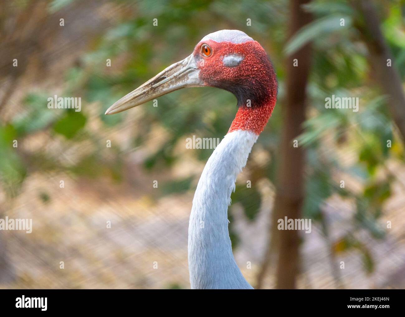 Portrait of male Sarus Crane head. The Sarus Crane (Grus Antigone) is ...