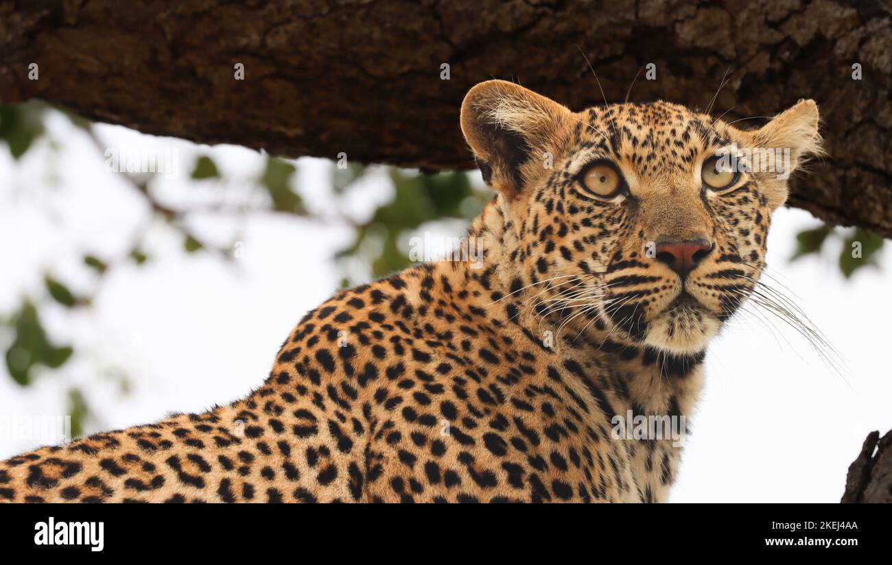 A beautiful female leopard along the Crocodile River Road in the Kruger ...