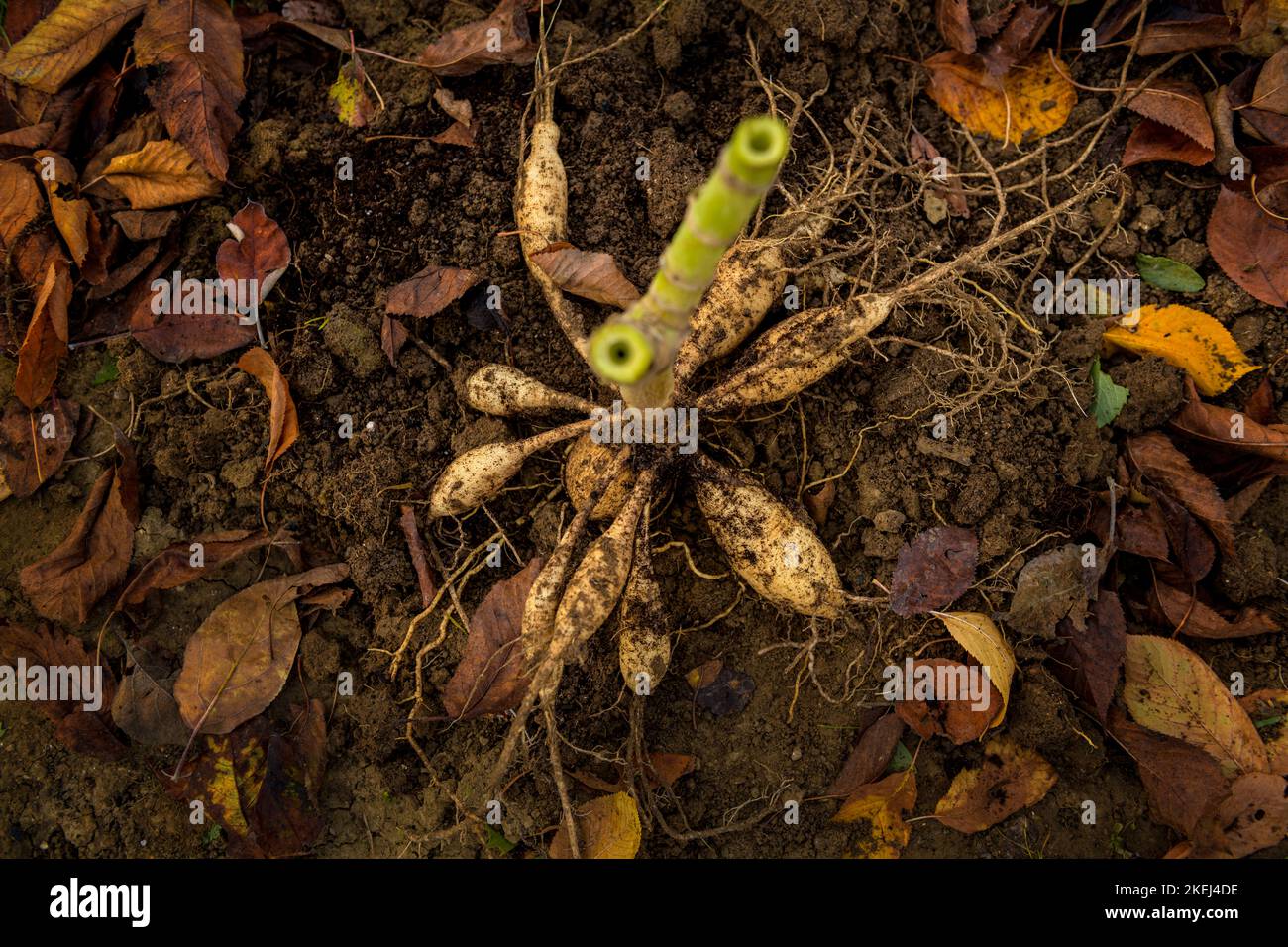Top view of freshly lifted dahlia plant tubers. Digging up dahlia ...