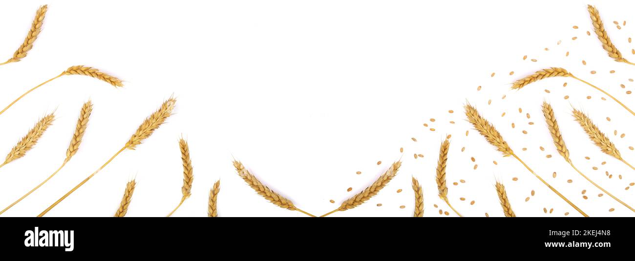 grain and ears of wheat isolated on white background with copy space ...