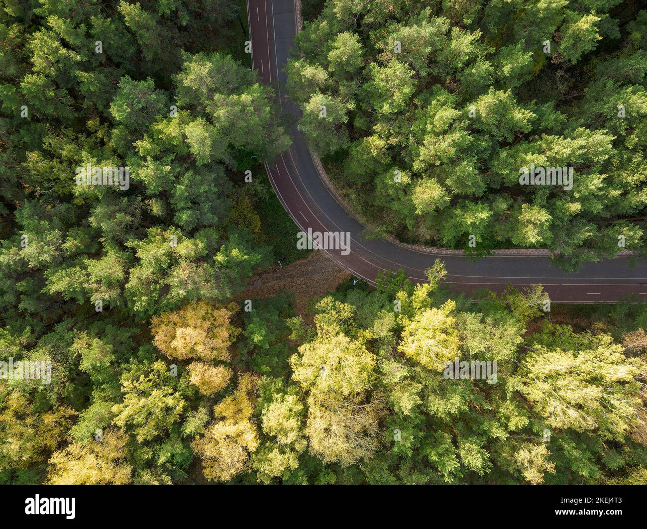 Flight over the autumn mountains with road serpentine and deciduous and ...