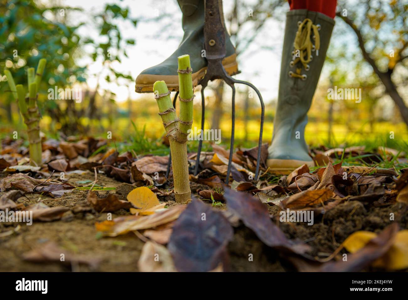 Woman digging up dahlia plant tubers using pitchfork, preparing them ...