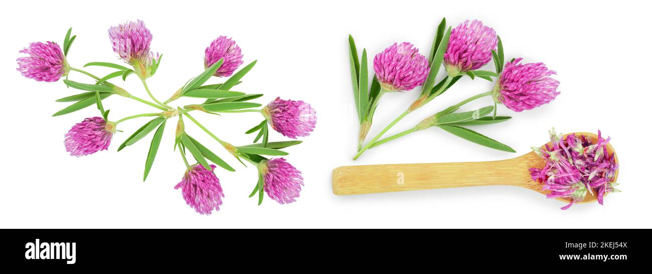 flower of a red clover clover with leaves and a stem close-up isolated ...