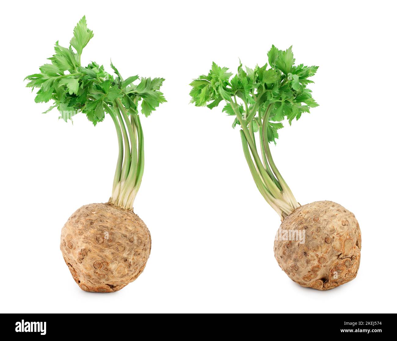 Fresh celery root with leaf isolated on white background Stock Photo ...
