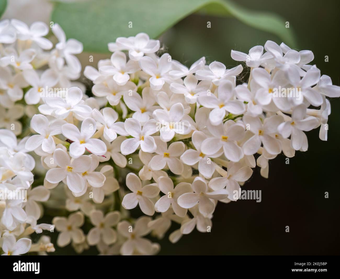 White Blooming Lilac Flowers in spring. Branches with spring lilac ...