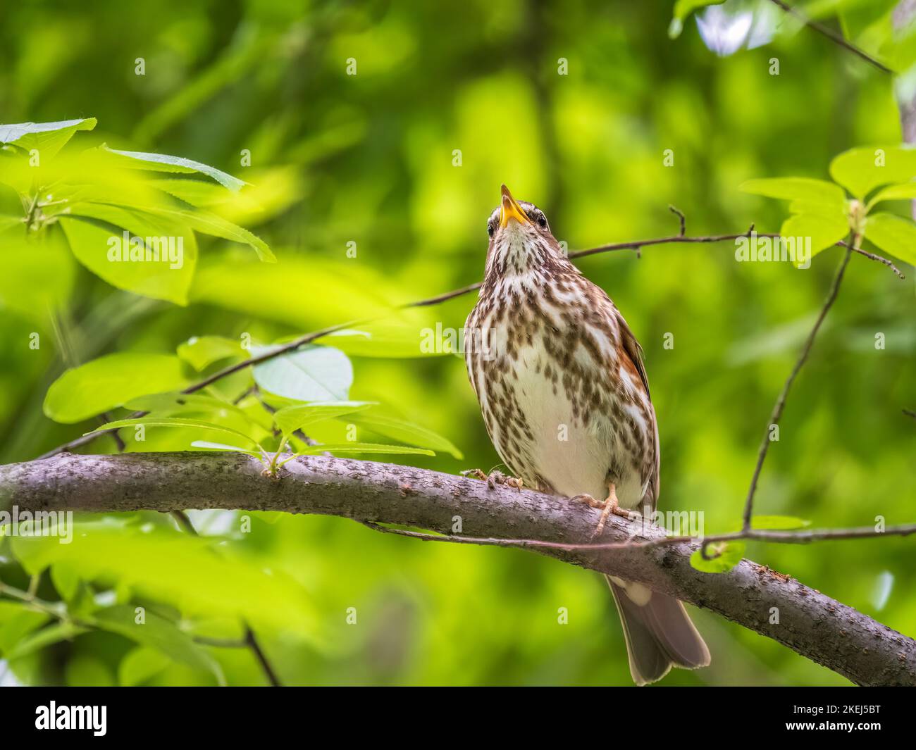 Wood bird Redwing, Turdus iliacus, sits on tree branch. Small thrush ...