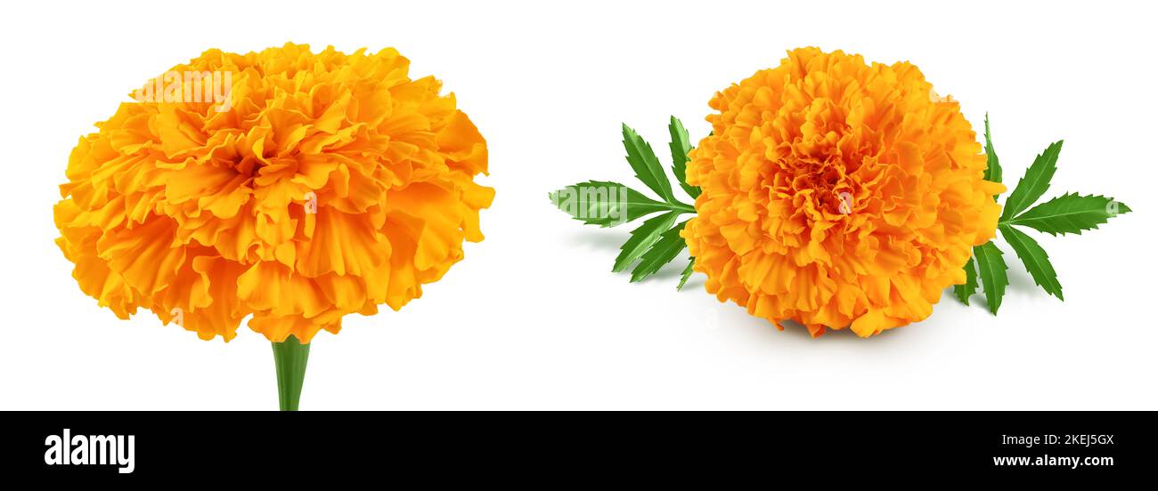 fresh marigold or tagetes erecta flower isolated on white background ...