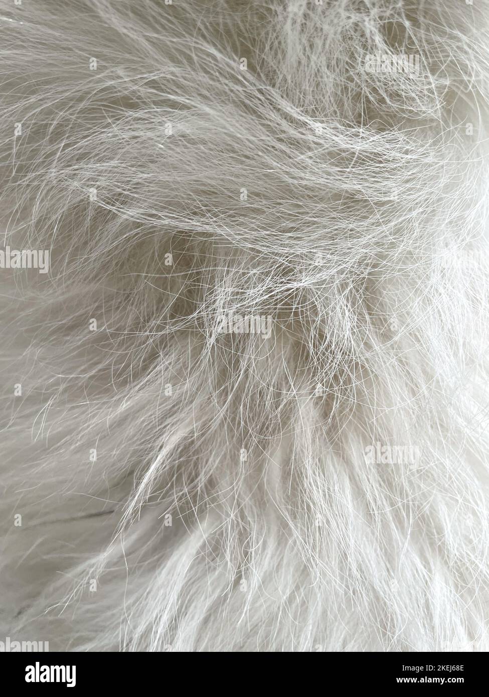 A vertical closeup of a white dog fur Stock Photo - Alamy