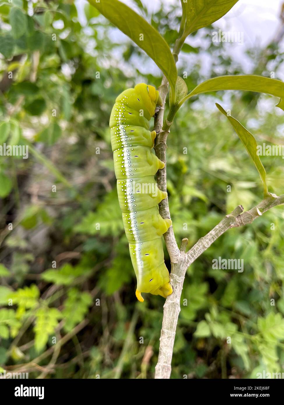 A vertical closeup of a green butterfly worm crawling on a plant stem ...