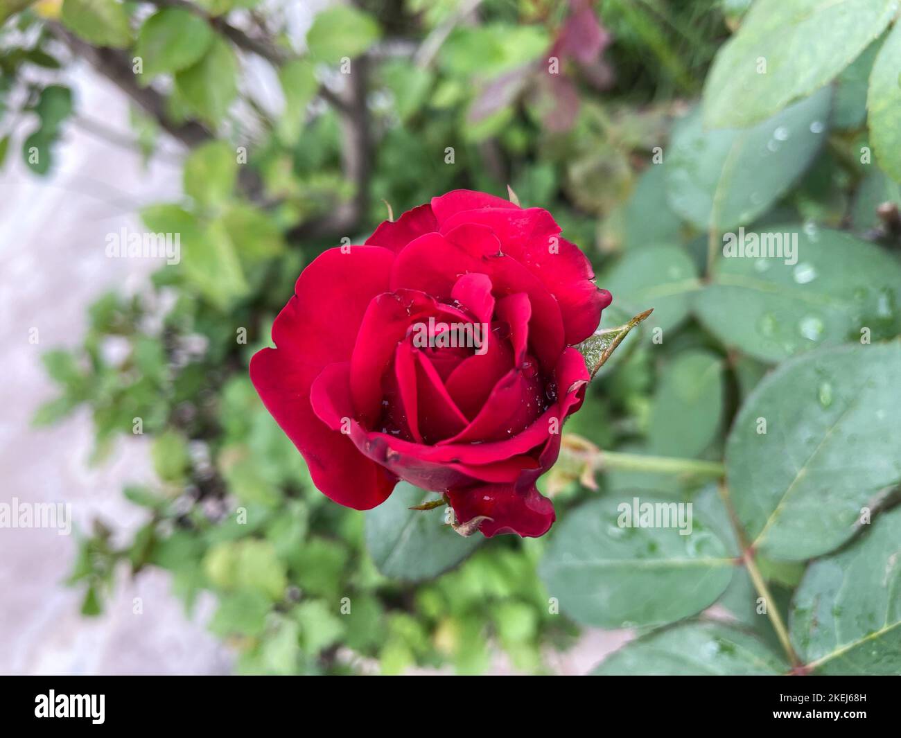 A top view of a red rose growing in a garden Stock Photo - Alamy