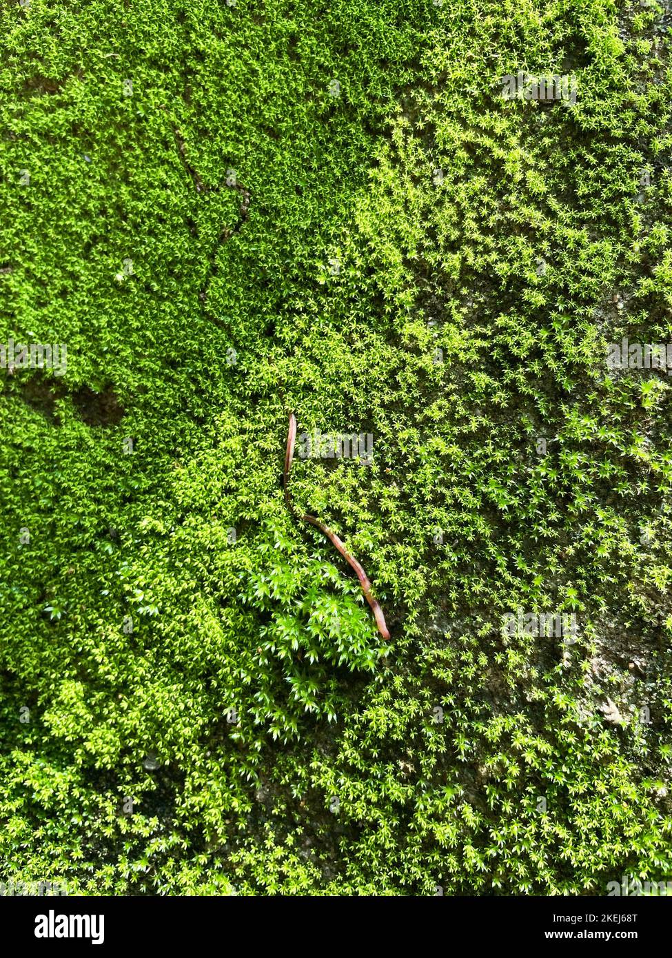 A top view of a worm on the ground covered with green plants Stock ...