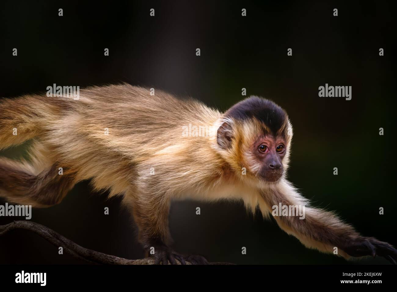 Capuchin monkey racing along a jungle vine Stock Photo - Alamy