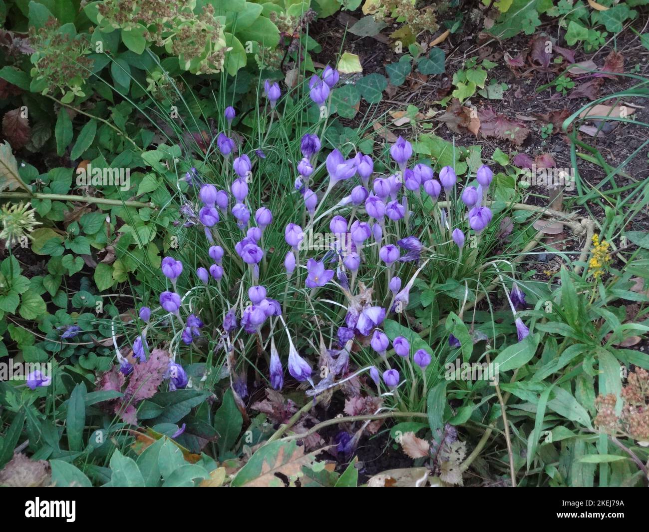 Wave Hill is a 28-acre estate in the Hudson Hill section of Riverdale ...