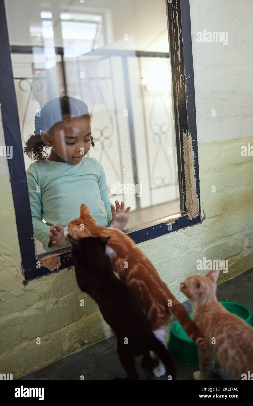 Child, girl or glass window of cat shopping in animal shelter, feline ...