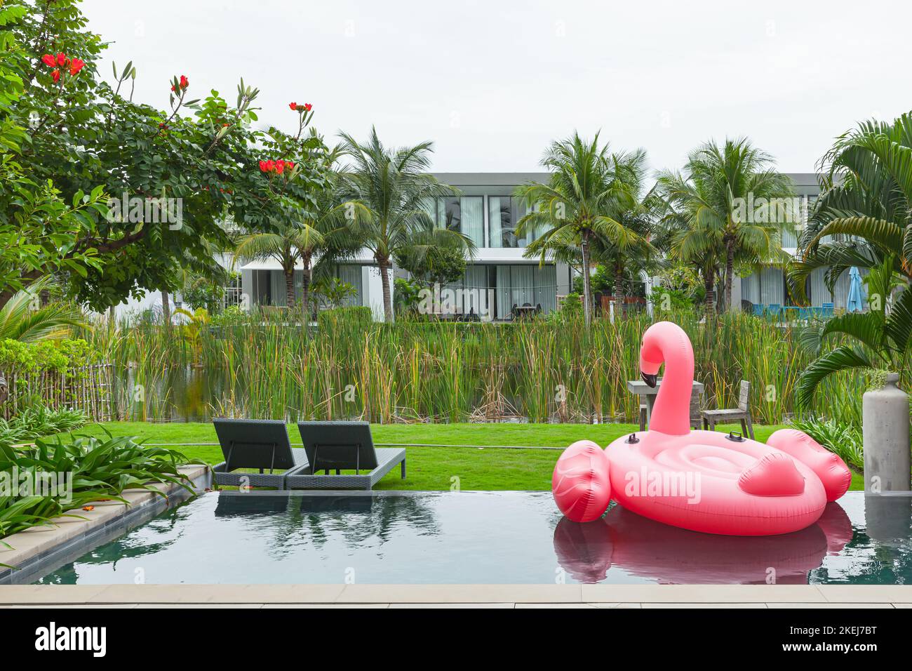 Inflatable pink plastic flamingo floating on the swimming pool with ...